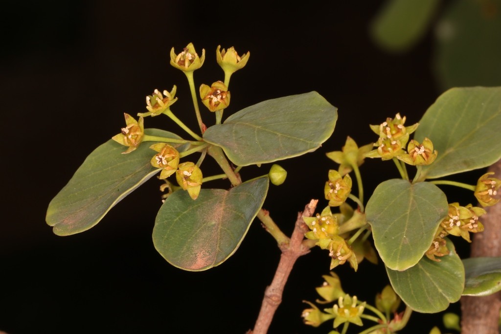 Red Ivory (Magnoliopsida (Dicots) of the Mfolozi River catchment, South ...