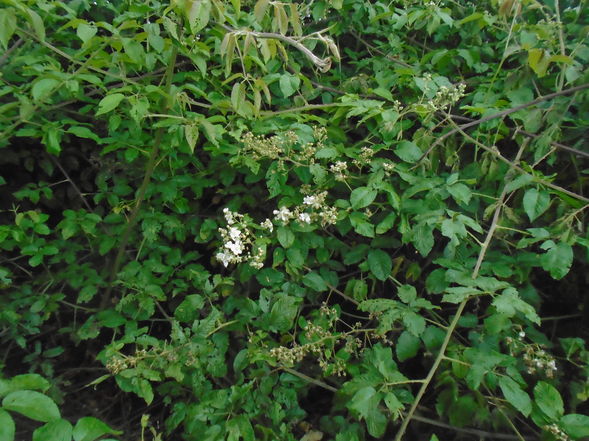 Rubus floribundus Kunth