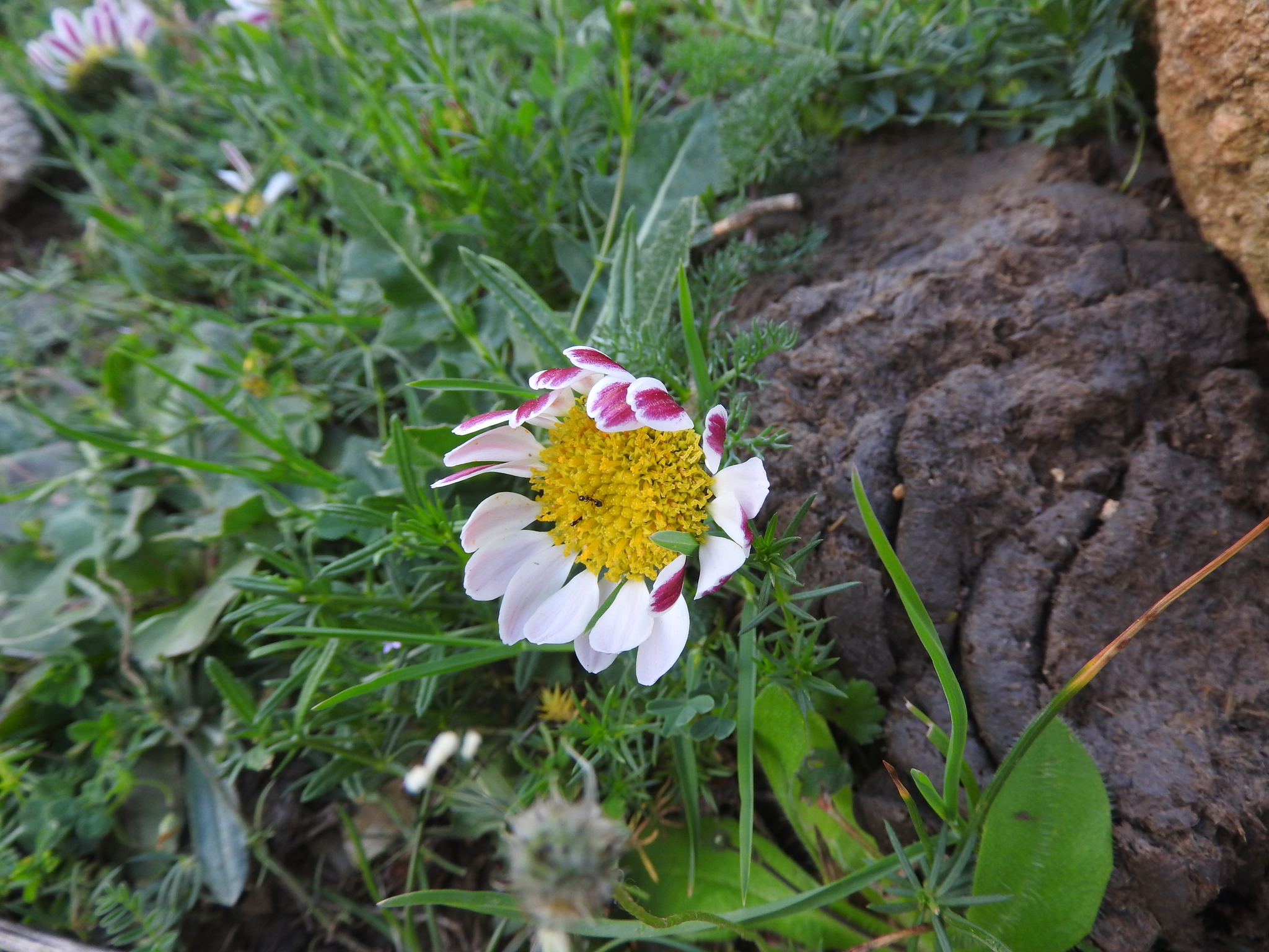 Anacyclus pyrethrum (L.) Link