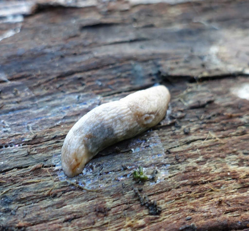 Smooth Land Slugs from 669 02 Havraníky, Česko on May 03, 2021 at 05:09 ...