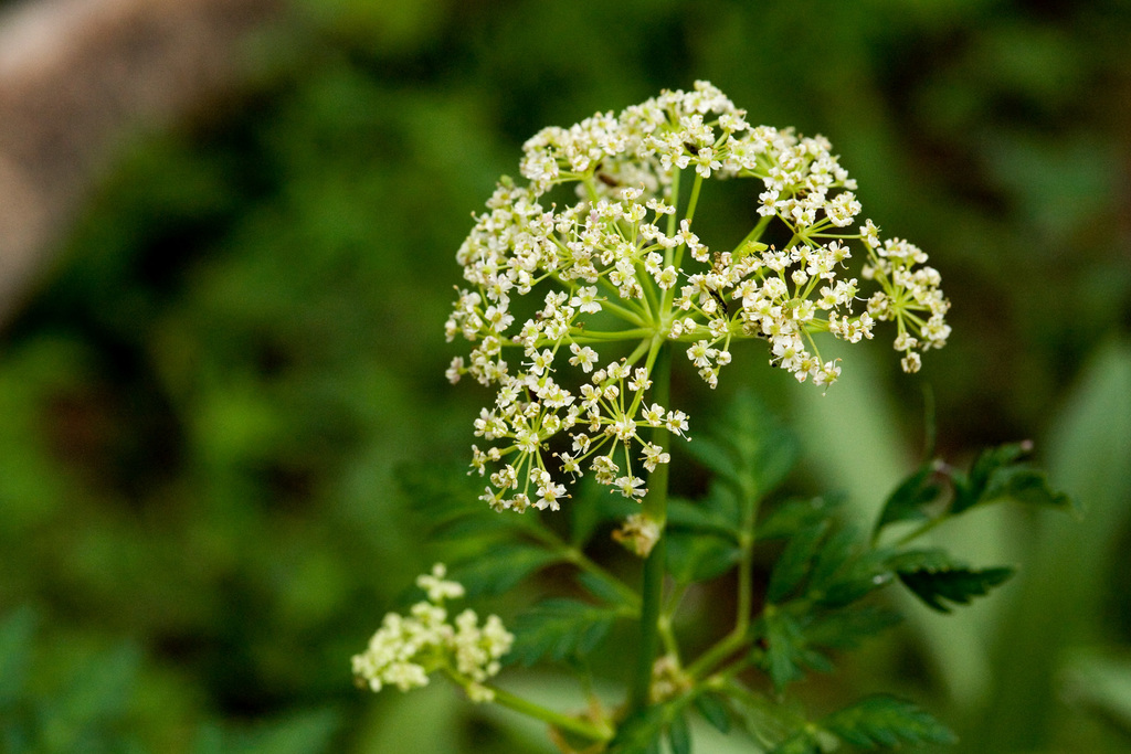 Osha in June 2010 by Cecelia Alexander. Ligusticum porteri , Forest ...