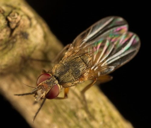 Pepper fruit fly (Atherigona orientalis)