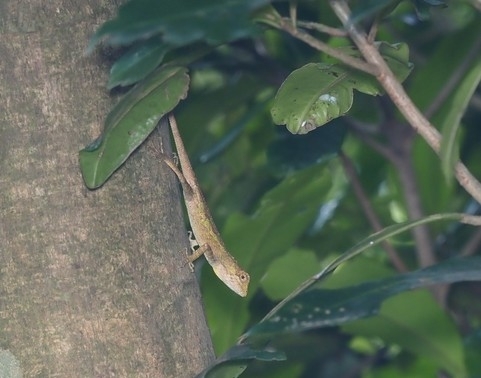 Diploderma polygonatum xanthostomum in May 2021 by yusufung · iNaturalist