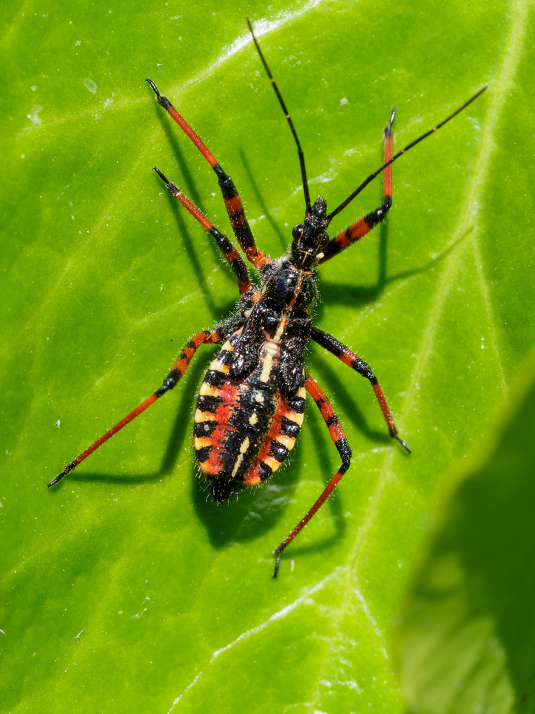 Rhynocoris cuspidatus from Asturias, España on May 3, 2021 at 12:17 PM ...