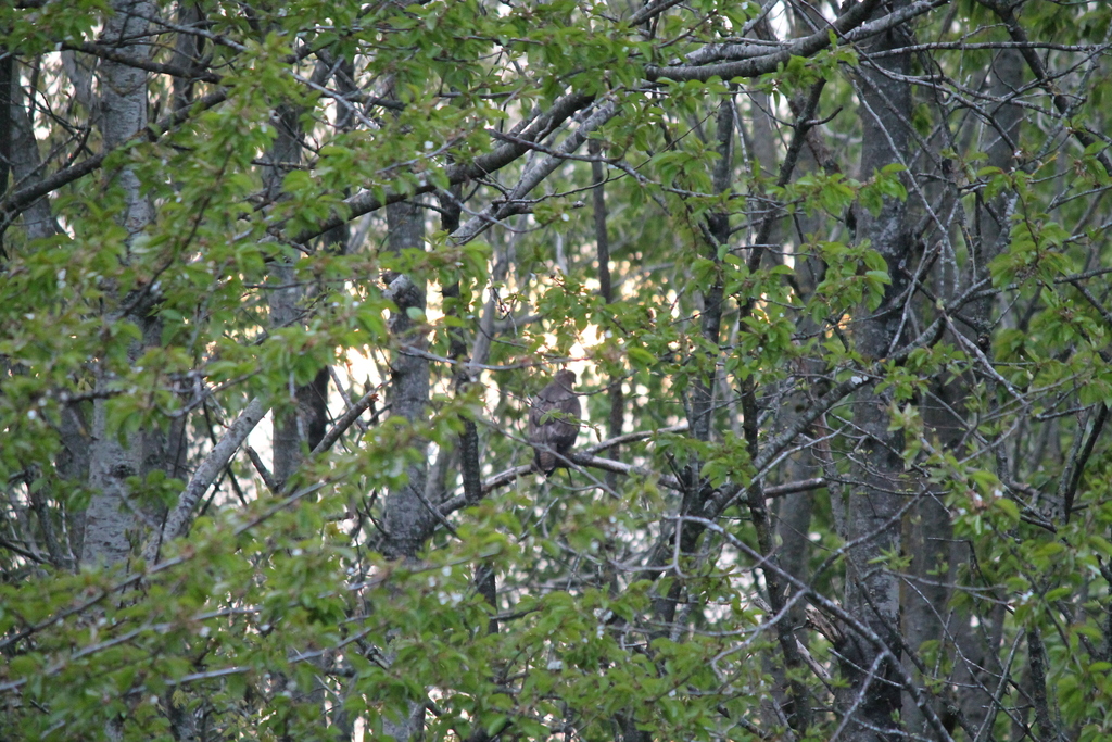 Common Buzzard from Yate, Bristol BS37, UK on May 02, 2021 at 08:16 PM ...