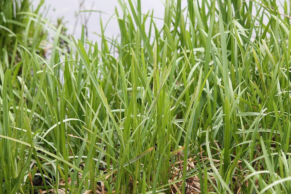 reed meadowgrass from Buckpool and Fens Pool LNR, Brierley Hill, UK on ...