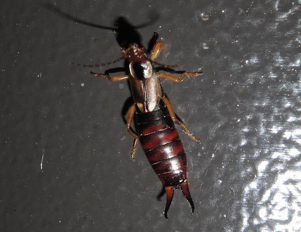 European Earwig in April 2021 by privatenoaccess · iNaturalist