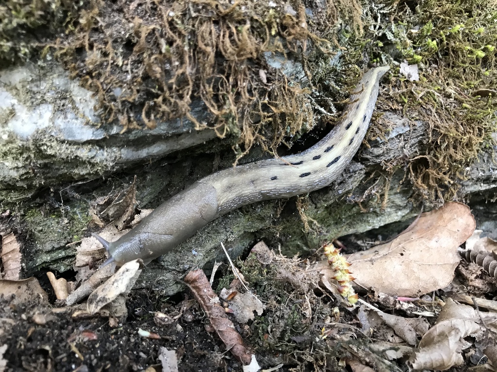 Ash-black Slug from Lukov u Znojma on May 03, 2021 by pkuc · iNaturalist