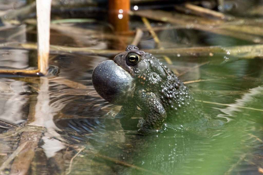 American Toad from Golden Valley, MN, USA on May 03, 2021 at 02:42 PM ...