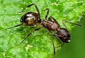 Bearded Carpenter ant from Anne Arundel County, MD, USA on May 3, 2021 ...