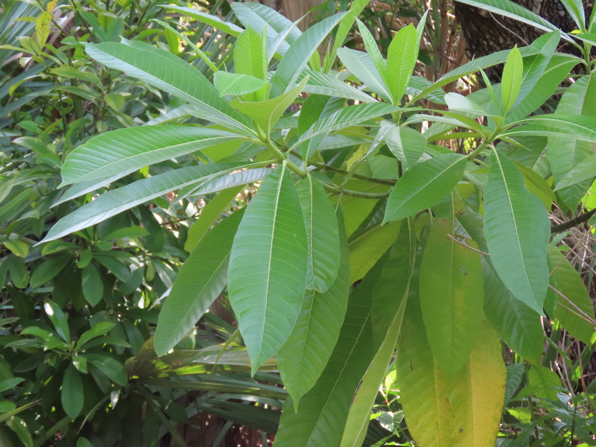 Alstonia macrophylla Wall. ex G.Don