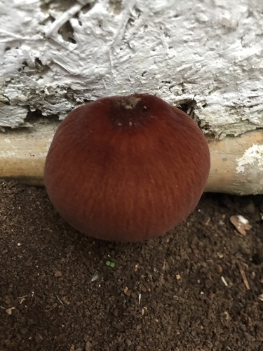 Cantharocybe brunneovelutina · iNaturalist