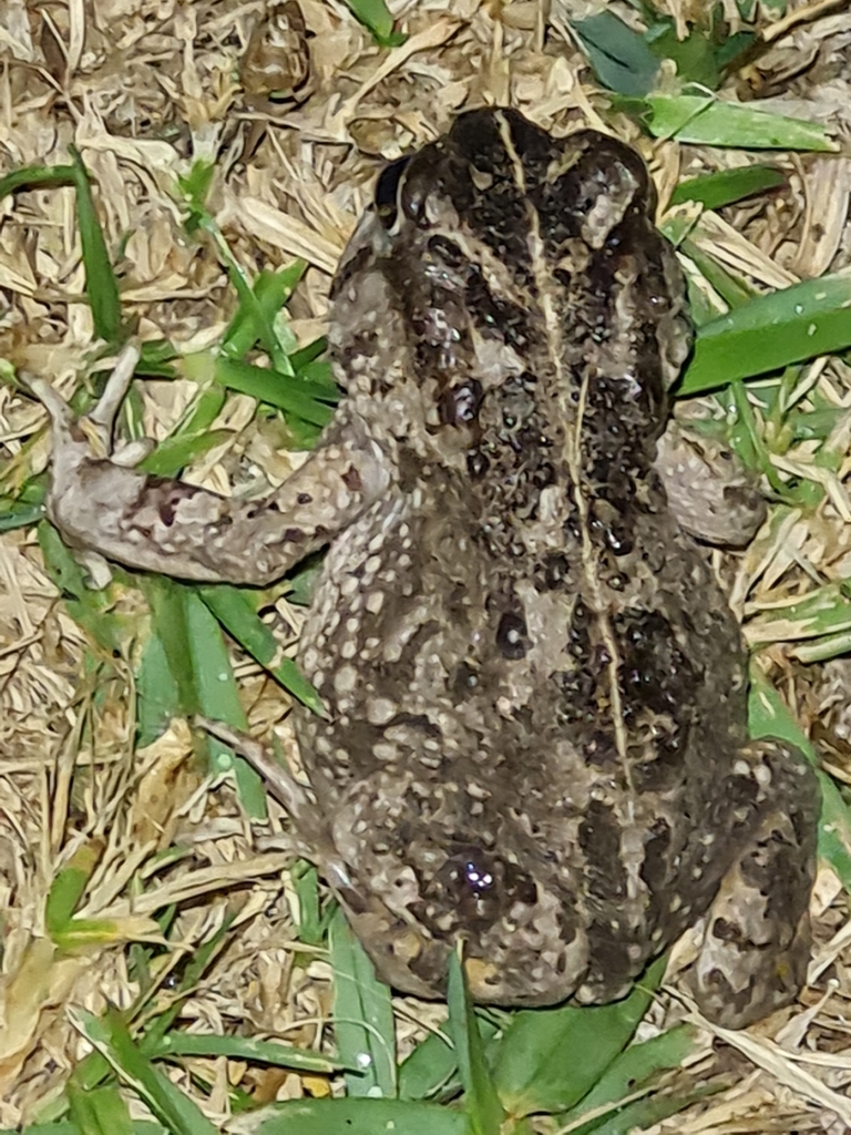 Sand Toad from Cape Peninsula, Cape Town, South Africa on May 03, 2021 ...