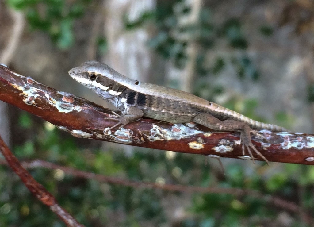 Leiocephalus macropus macropus (Herps of Oriental Cuba) · iNaturalist