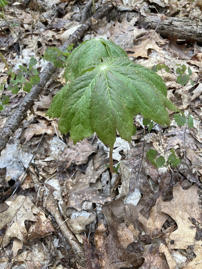 mayapple in May 2021 by Melanie Lapointe · iNaturalist