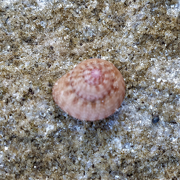 Clanculus floridus from Sydney NSW, Australia on May 03, 2021 at 04:15 PM by kalimata · iNaturalist