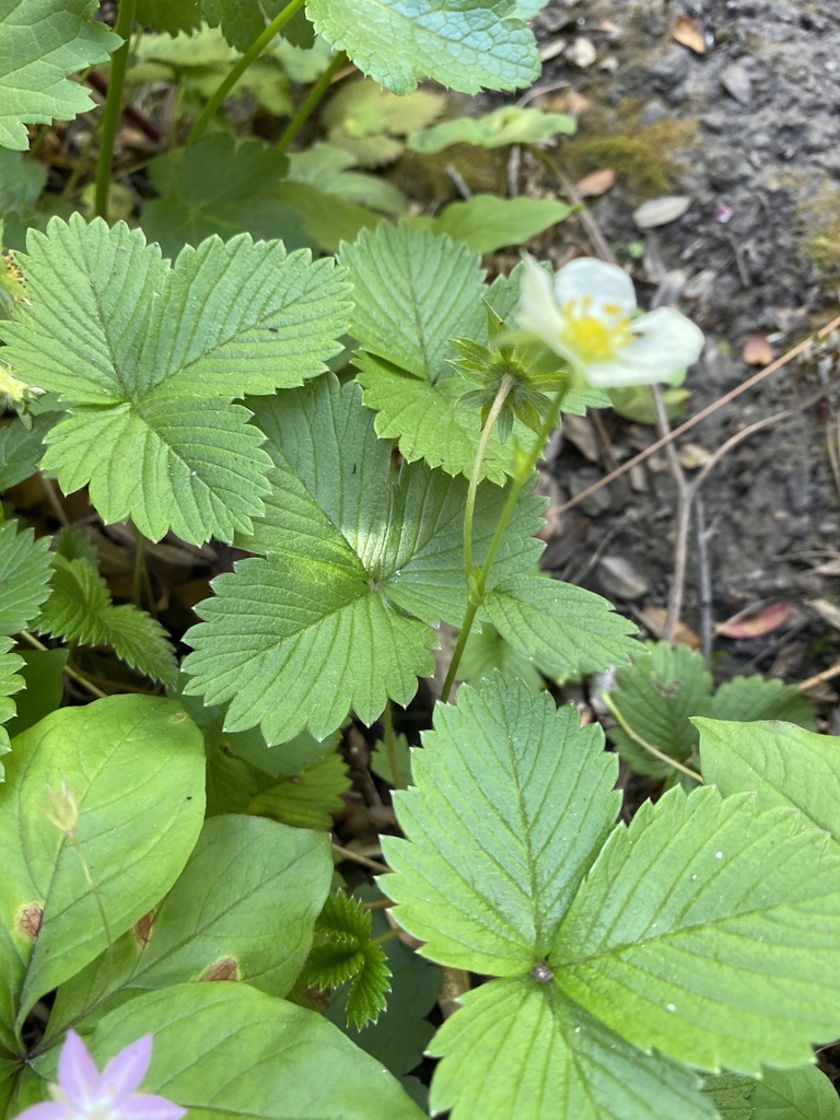 woodland strawberry from Huckleberry Botanic Regional Preserve, Oakland ...