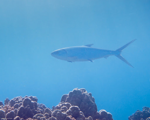 Milkfish (Chanos chanos) - Marine Life Identification