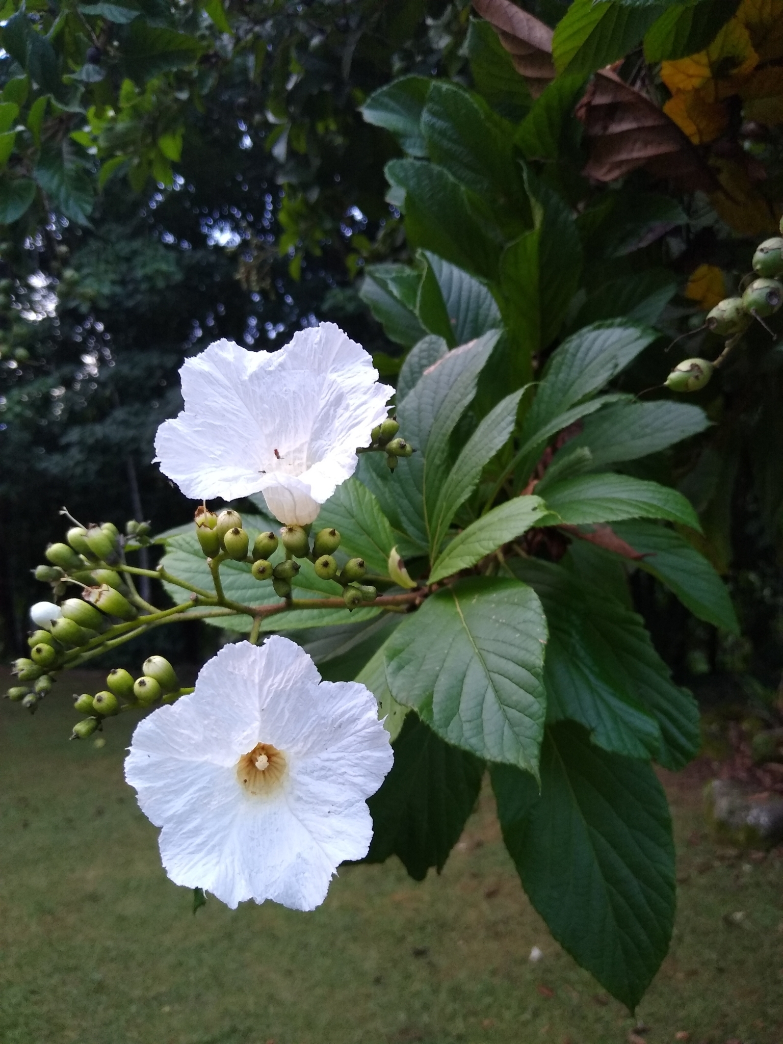 Cordia superba Cham.