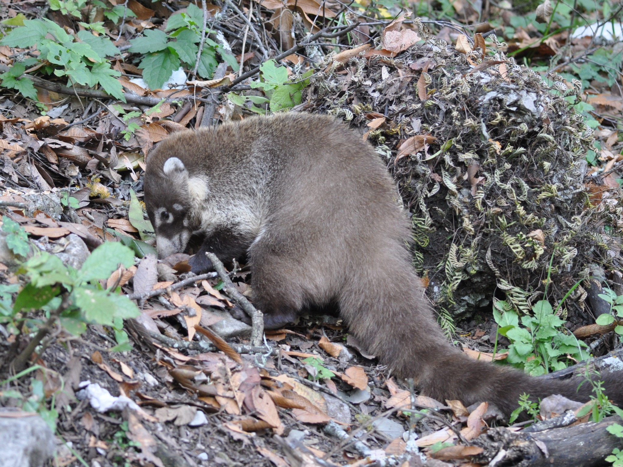 Nasua narica molaris Merriam, 1902