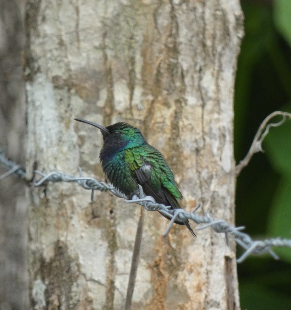Sapphire-throated Hummingbird from Océano Atlántico on May 3, 2021 at ...