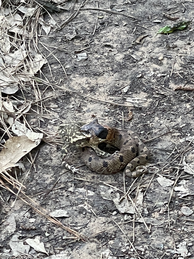 Eastern Hognose Snake from W. Goodrich Jones State Forest, Conroe, TX ...