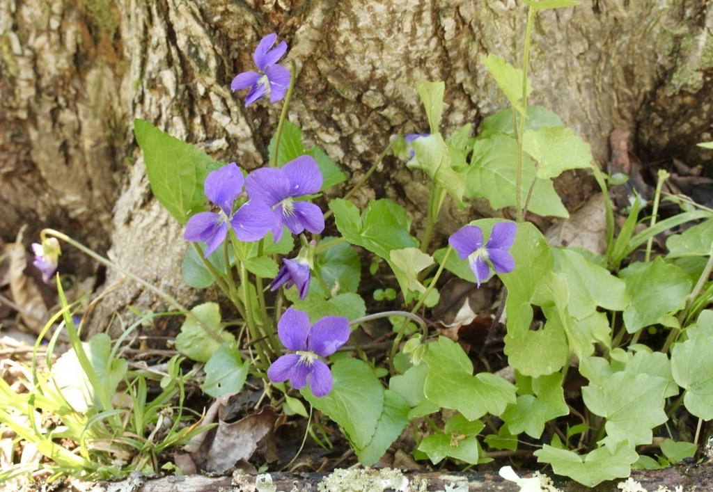 common blue violet from 193 Sevin Rd, Sewickley, PA 15143, USA on April ...