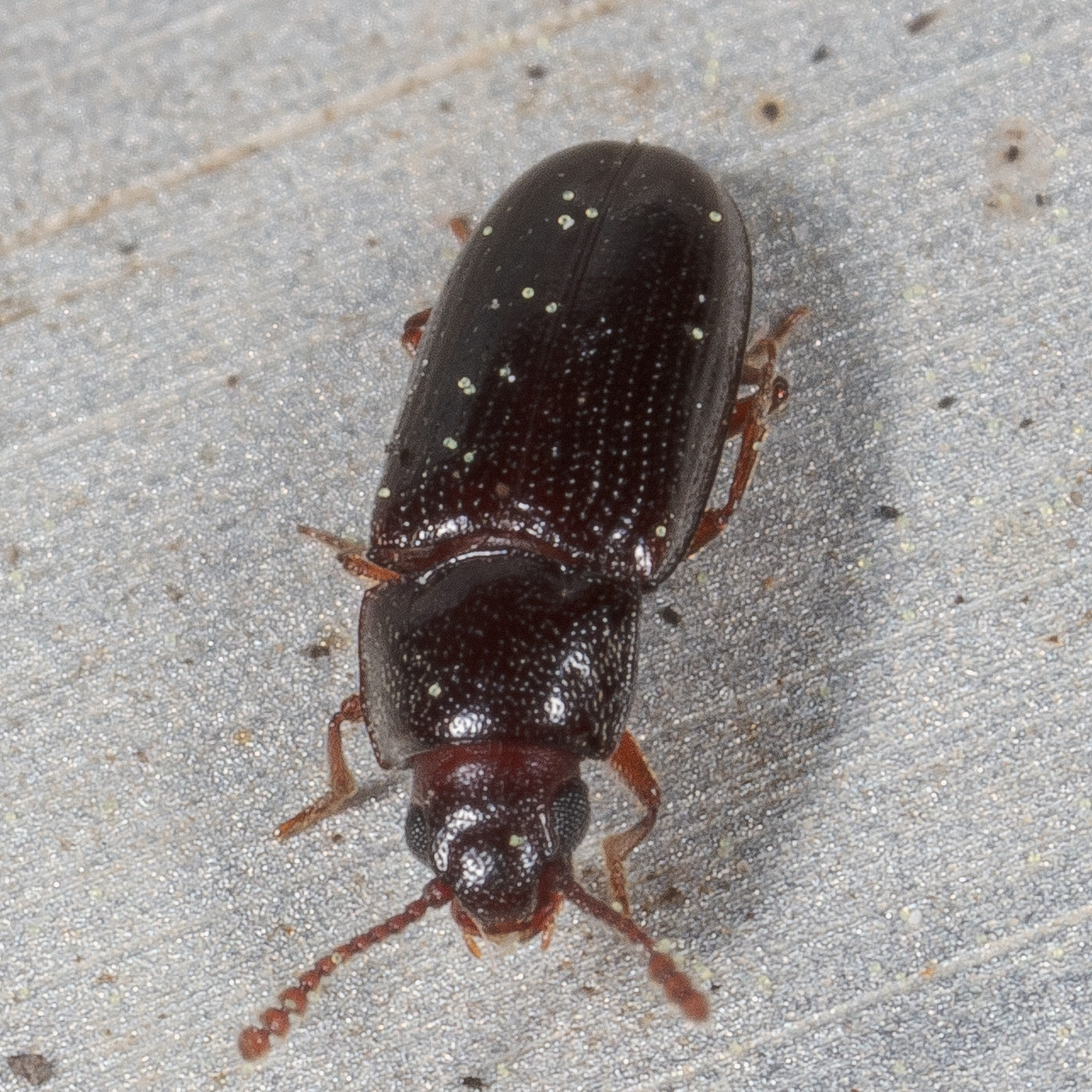 Pharaxonotha Reitter, 1875