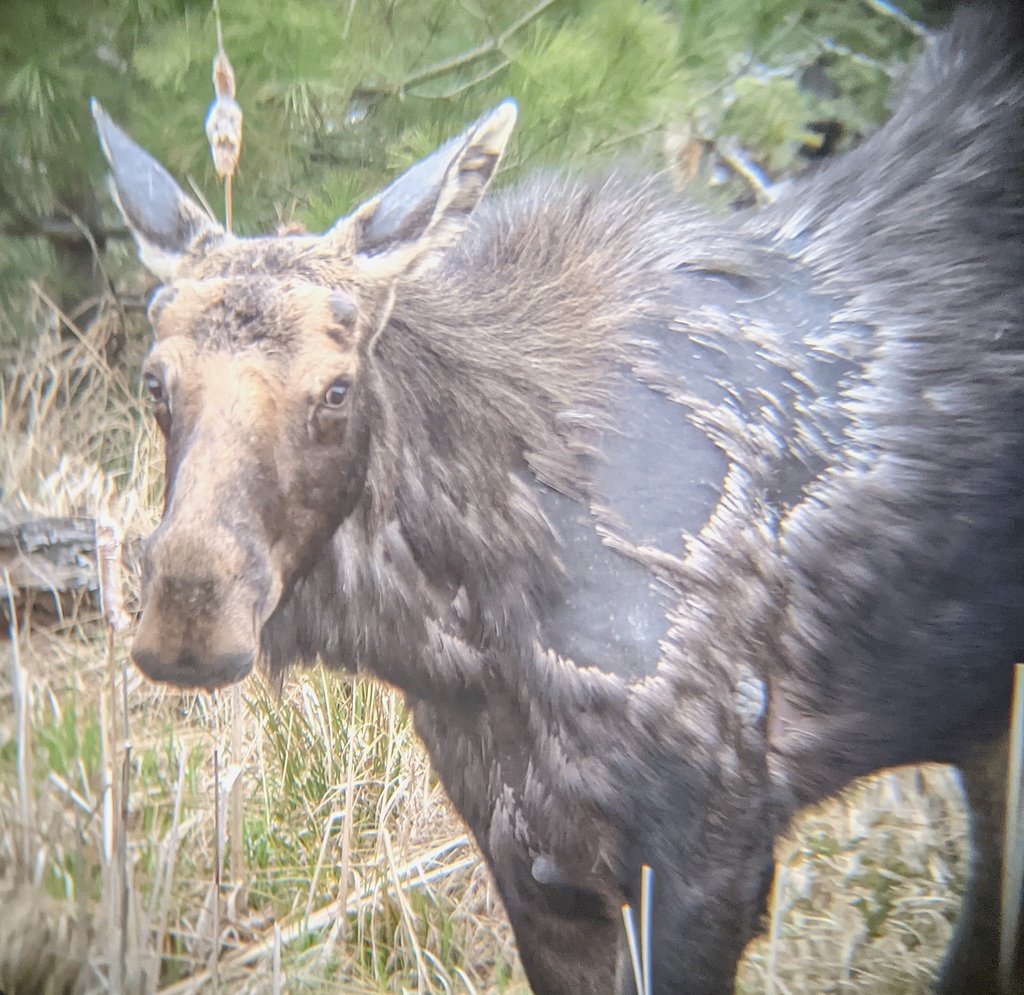 Northwestern Moose from Baraga County, MI, USA on May 3, 2021 at 06:21 ...