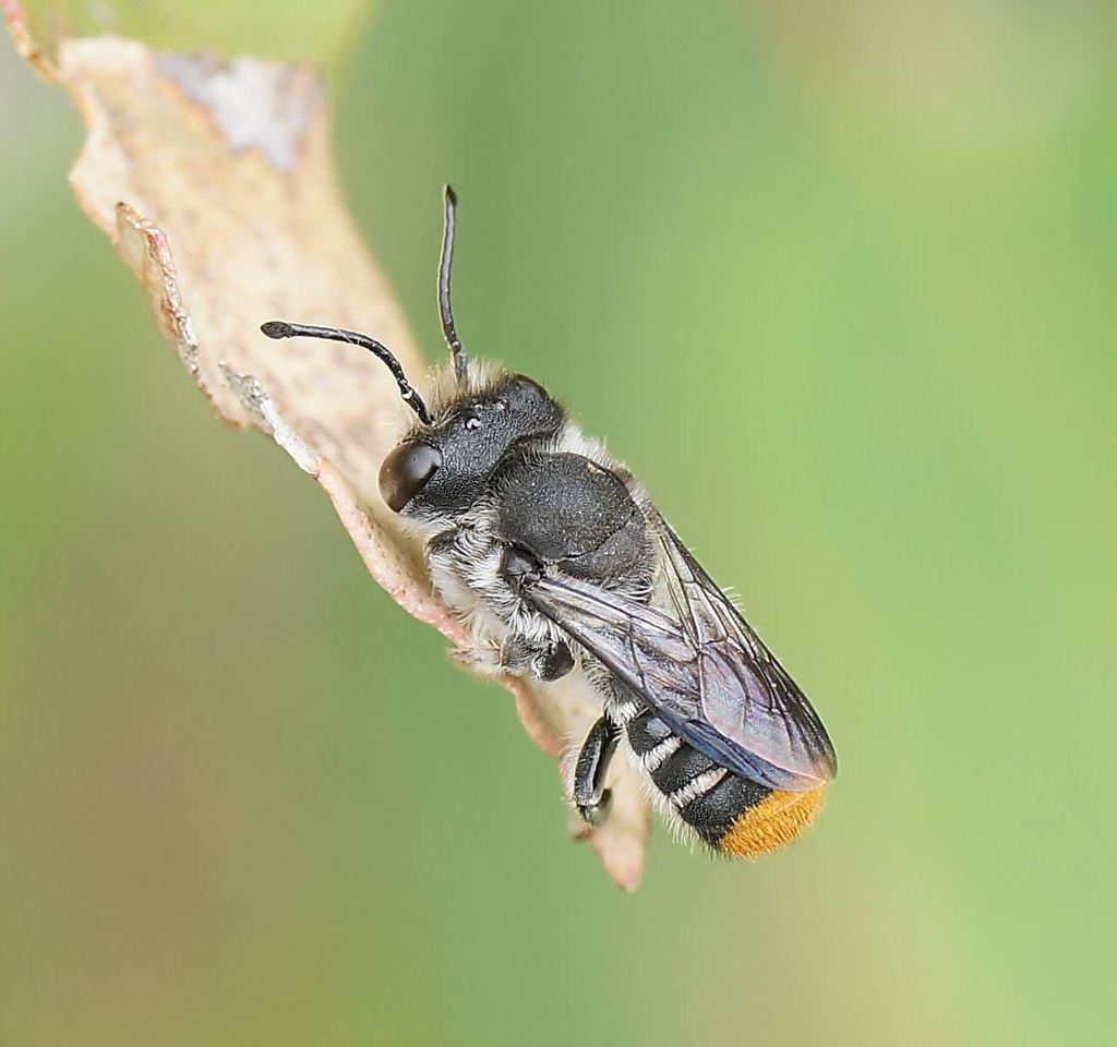 Megachile ferox (Native Bees of South Australia) · iNaturalist