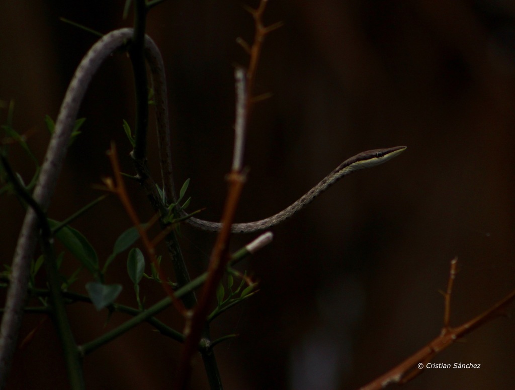 Gulf Coast Vine Snake from Puerto Morelos, Quintana Roo, Mexico on May ...