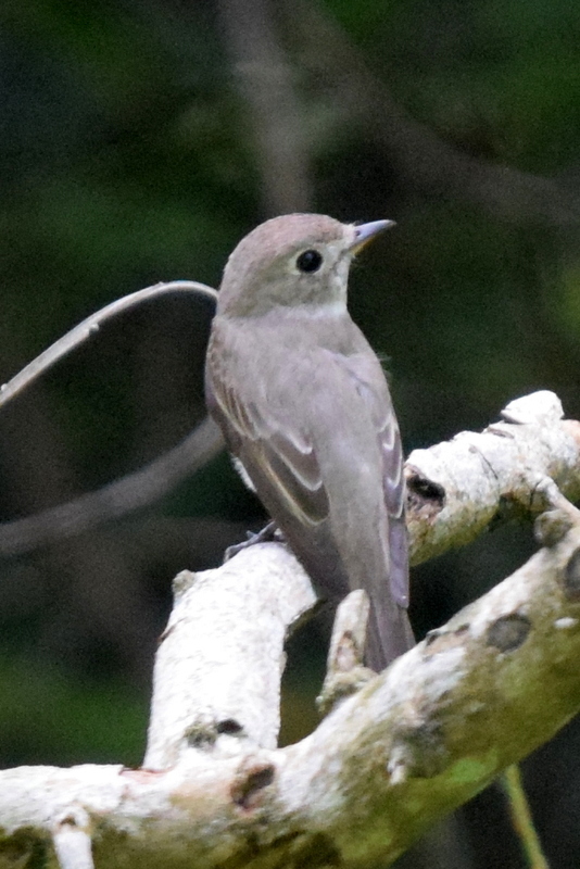 Asian Brown Flycatcher (Birds of Singapore) · iNaturalist