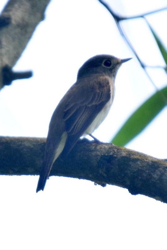 Asian Brown Flycatcher (Birds of Singapore) · iNaturalist