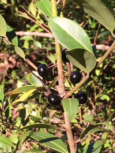 Sweet Gallberry (MatBio: TREES & SHRUBS - Matanzas Biodiversity ...
