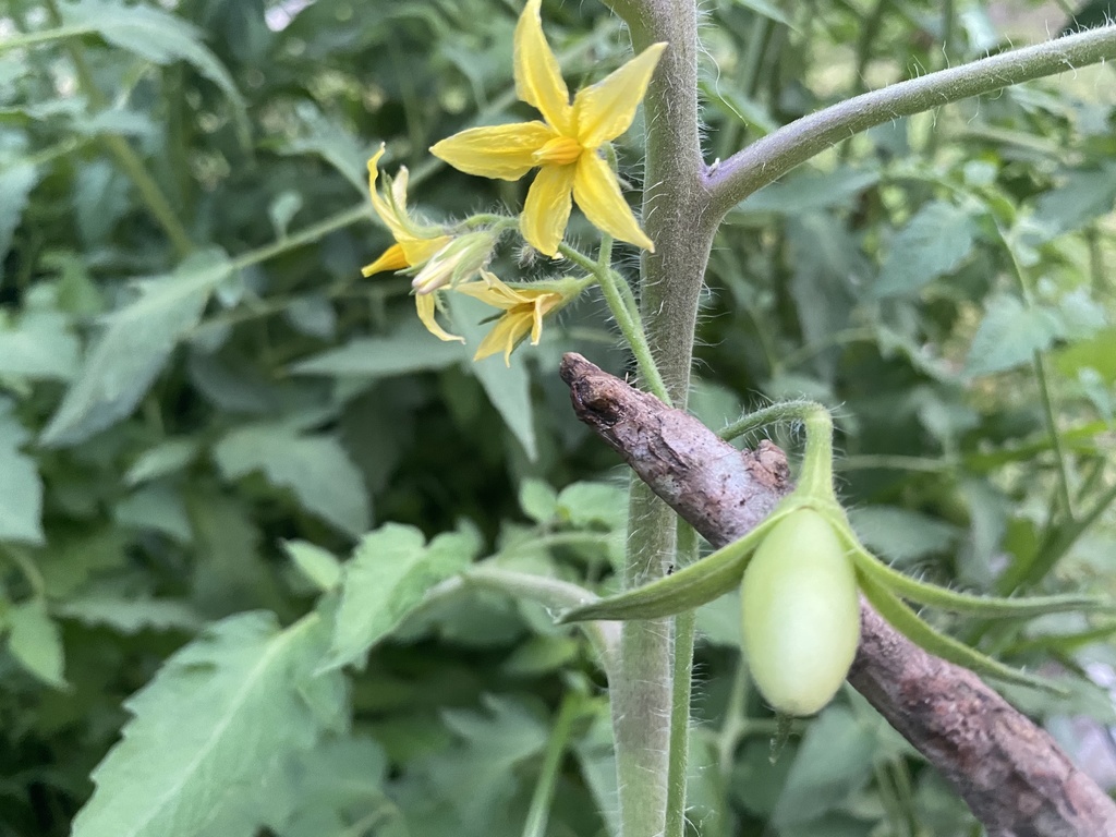 Tomate (plantas silvestres en la Ciudad) · iNaturalist