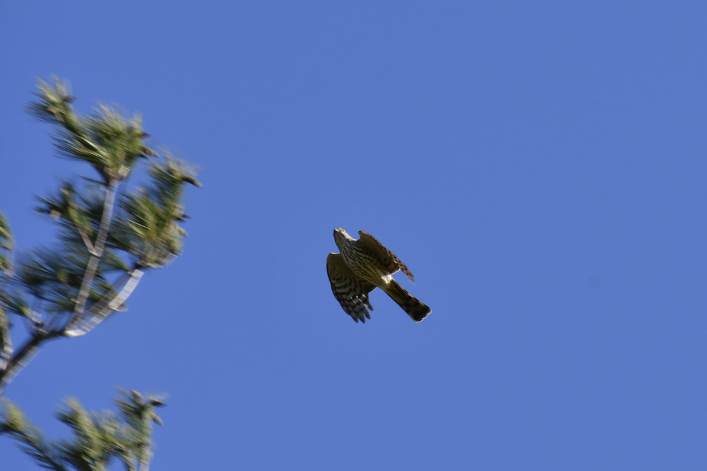 Sharp-shinned Hawk from Easton, MA, USA on May 1, 2021 at 04:24 PM by ...