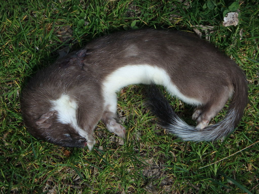 Long-tailed Weasel from Winnebago County, IL, USA on April 30, 2021 at ...