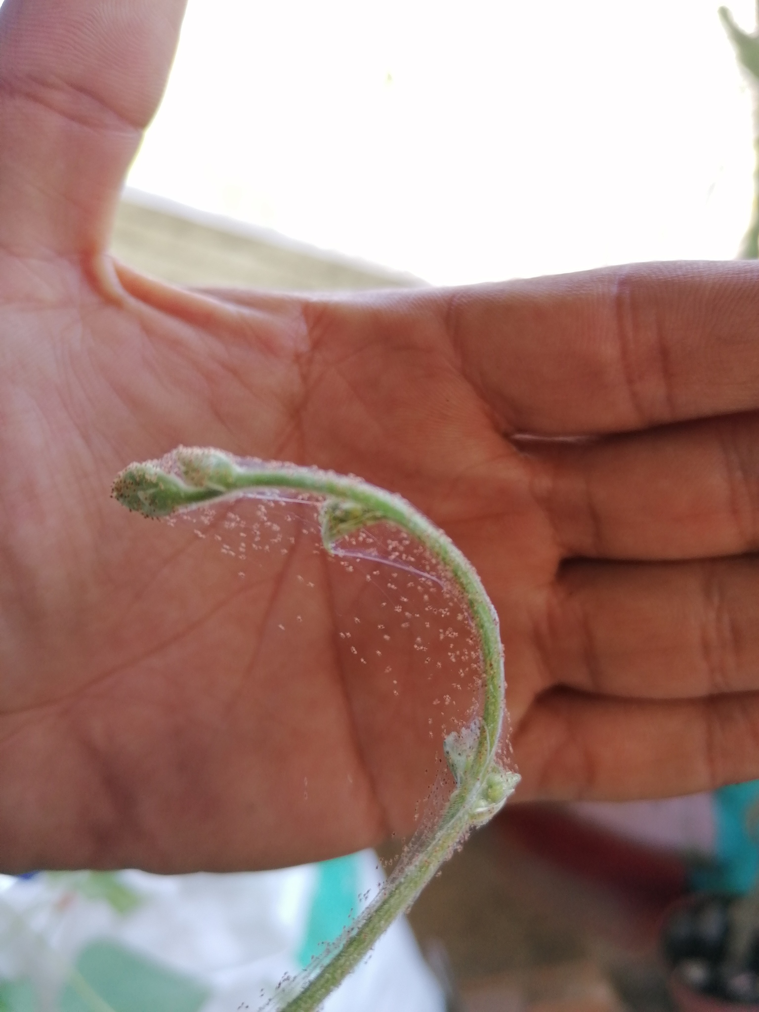 Tetranychus urticae Koch, 1836