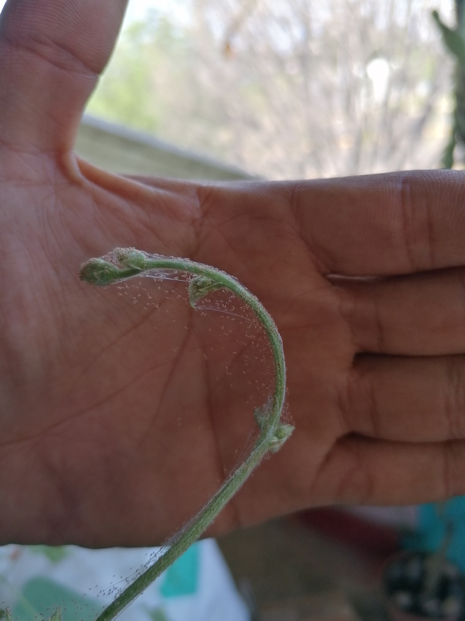 Tetranychus urticae Koch, 1836