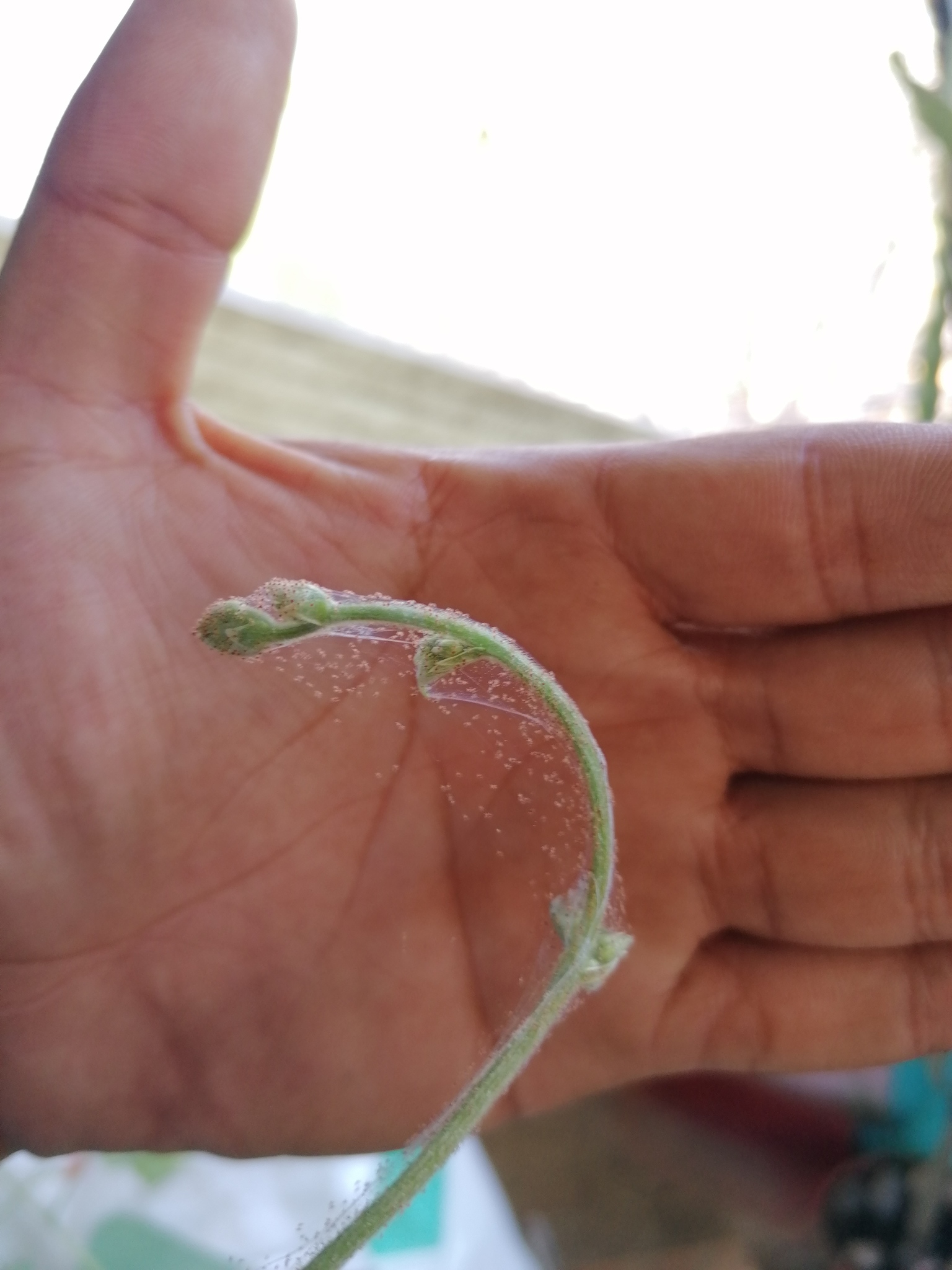 Tetranychus urticae Koch, 1836