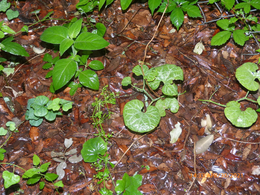 White Veined Pipevine from Cedar Park, TX, USA on April 30, 2021 at 02: ...