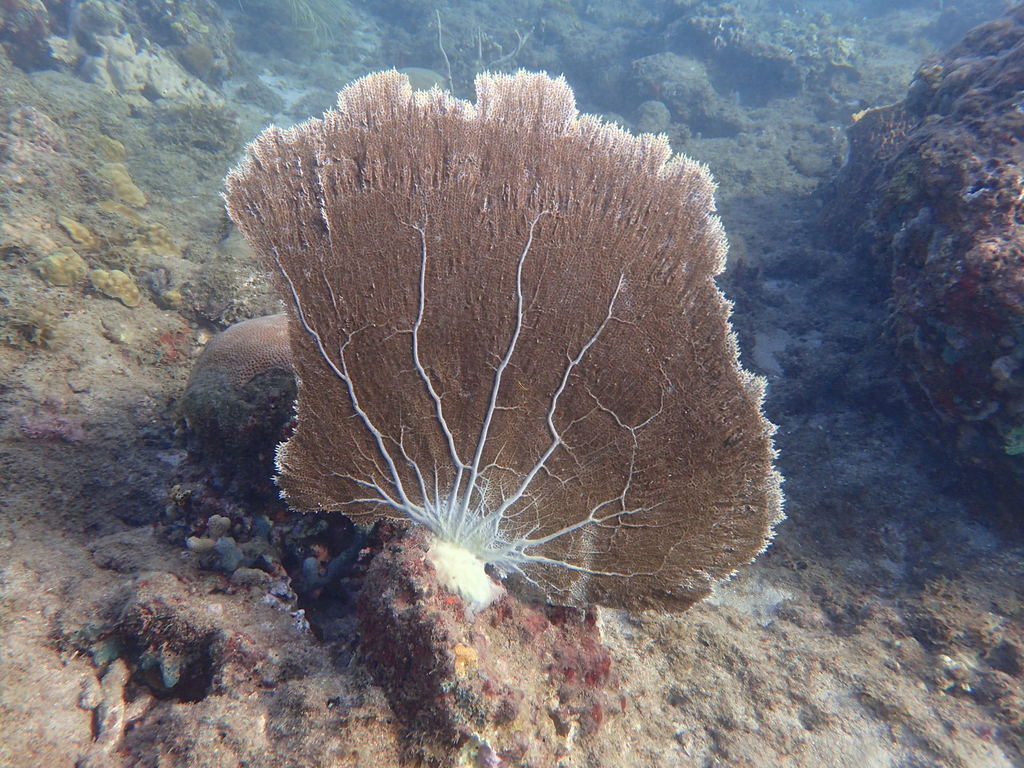 Purple Sea Fan from Saint George, GD on November 25, 2017 by Mike G ...