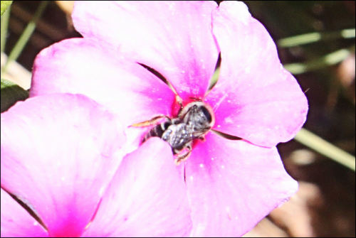 Elliot's Giant-Reed Bee (Macrogalea ellioti) · iNaturalist
