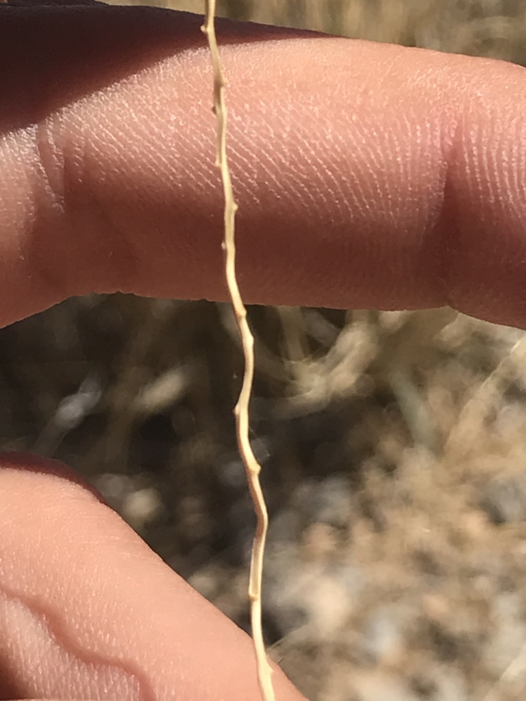 Big Galleta from Red Rock Canyon National Conservation Area, Clark ...