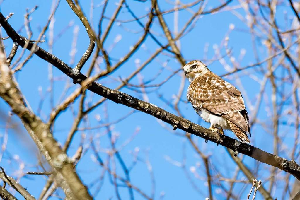 Red-tailed Hawk from Unnamed Road, Delaplane, VA 20144, USA on December ...