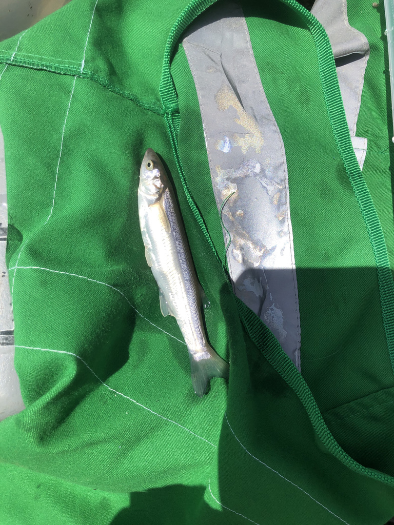 (Basilichthys semotilus) - Marine Life Identification