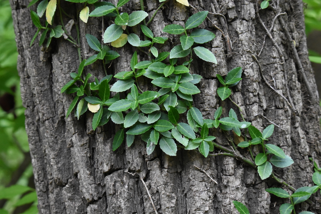 fortune's spindle (Euonymus fortunei) - Botanical Realm