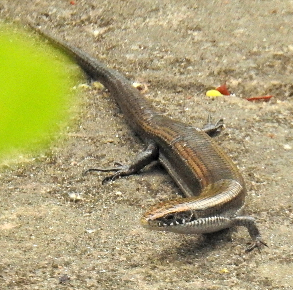 Short-legged Seps from Garden Route Botanical Garden on December 30 ...