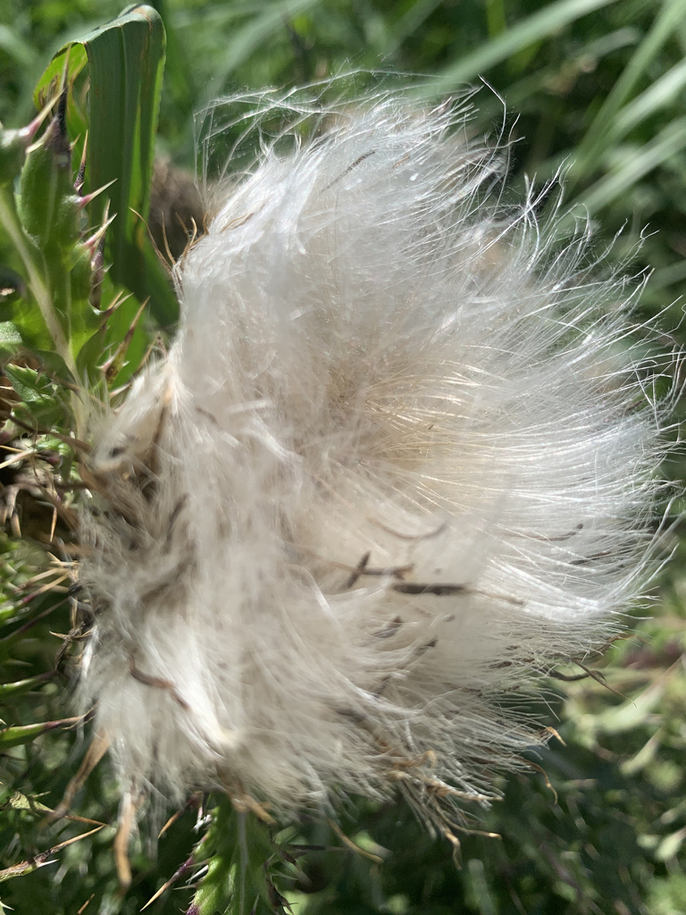 bristle thistle (Cirsium horridulum) - Botanical Realm