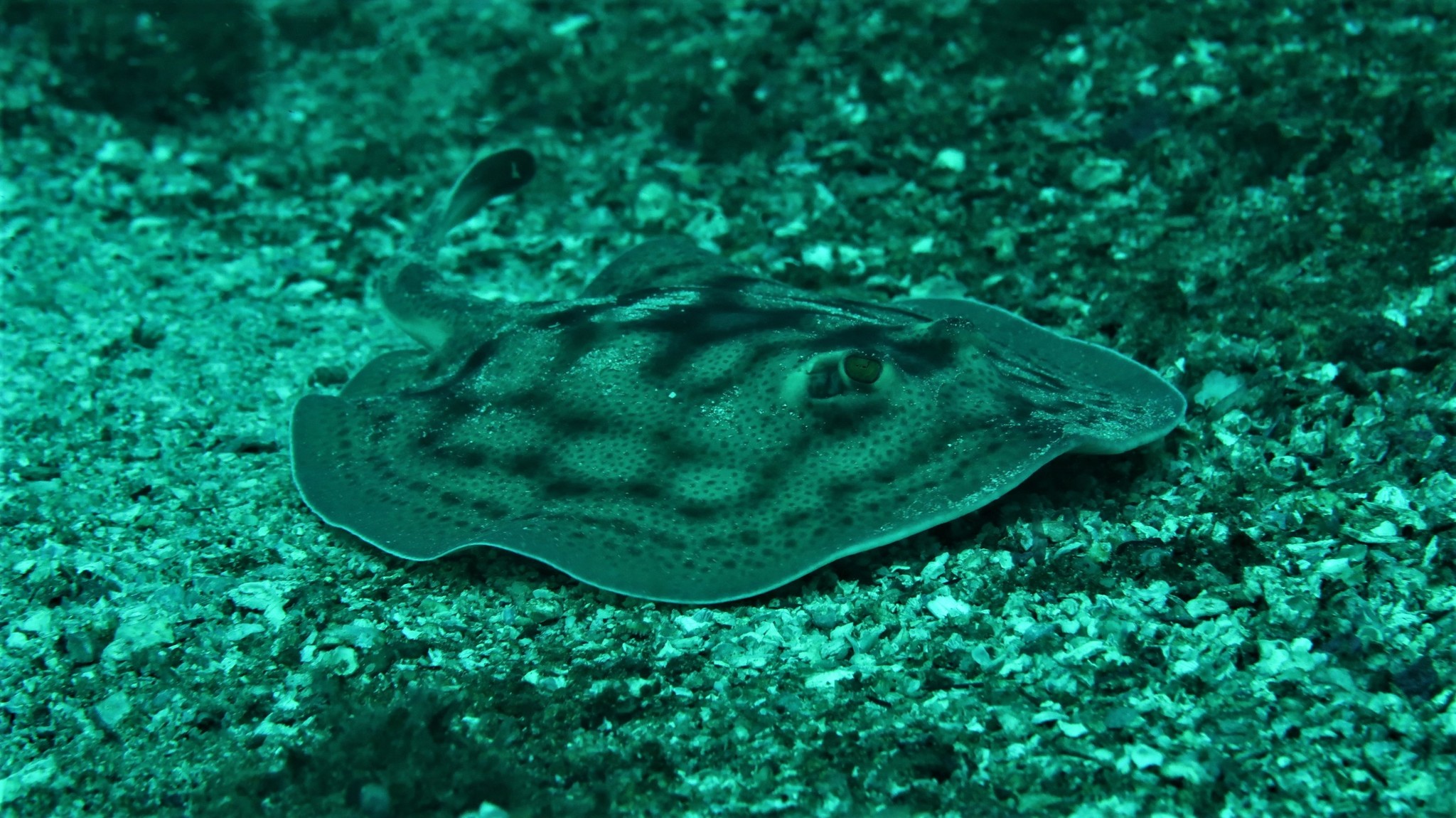 Urobatis concentricus Osburn & Nichols, 1916